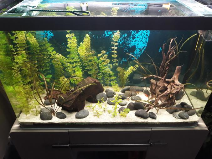 Divers animaux Aquarium Fluval Osaka 280 litres Bretagne Finistère ...